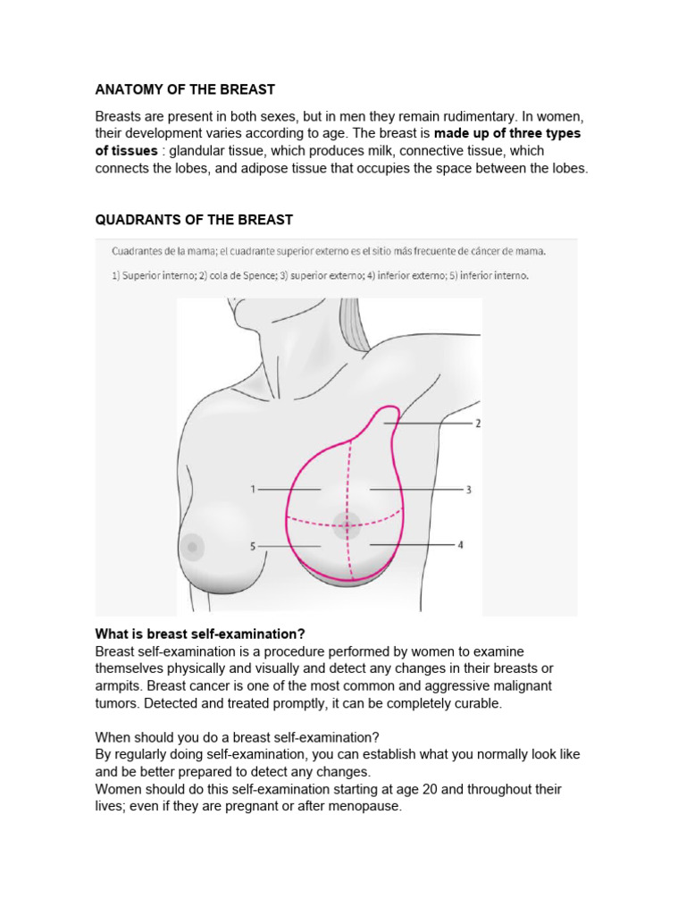 Anatomy of The Breast | PDF | Breast Cancer | Mammography