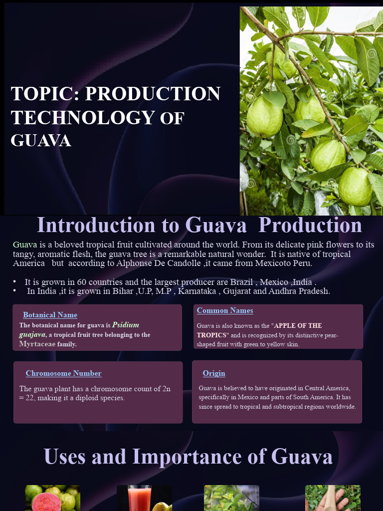 Guava Cultivation | PDF | Botany | Plants