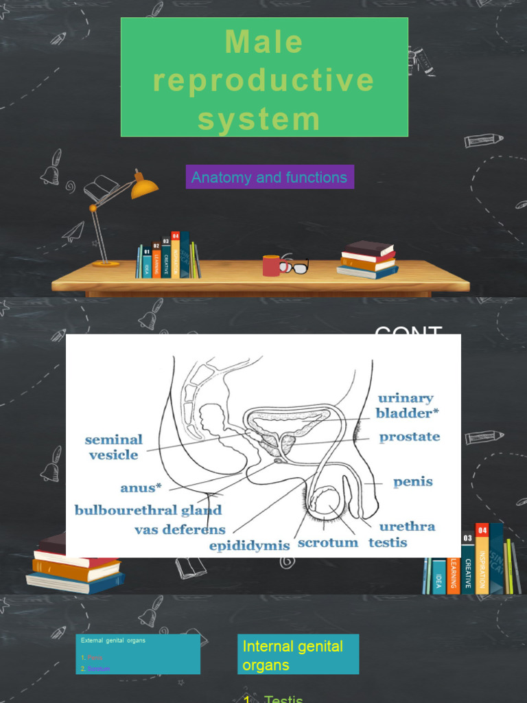 Male Reproducti-WPS Office Finalppt | PDF | Testicle | Semen