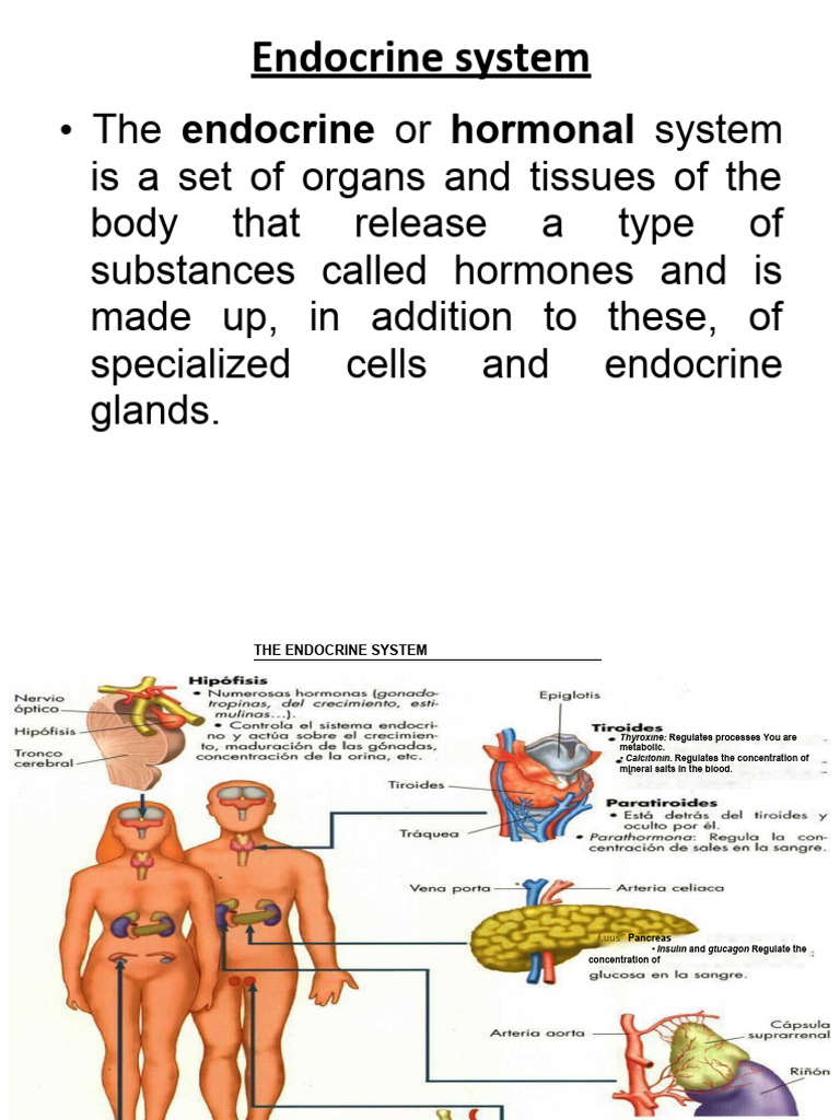 Endocrine System | PDF | Endocrine System | Hormone