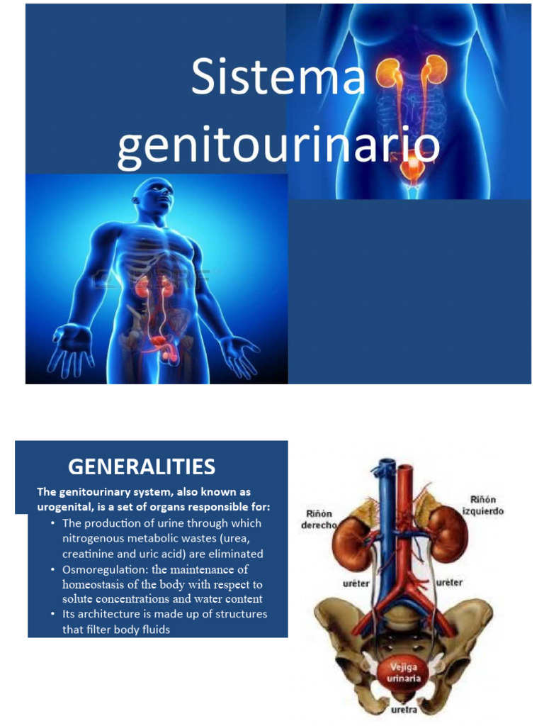 Genitourinary System | PDF | Kidney | Anatomy Genitourinary System | PDF | Kidney | Anatomy