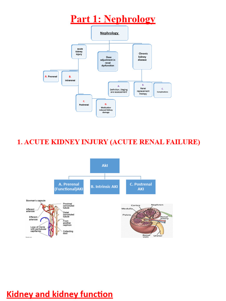 Nephrology Pdf Kidney Organ Anatomy