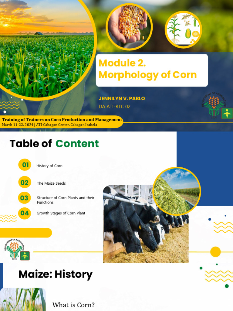 Morphology of Corn | PDF | Maize | Plant Breeding