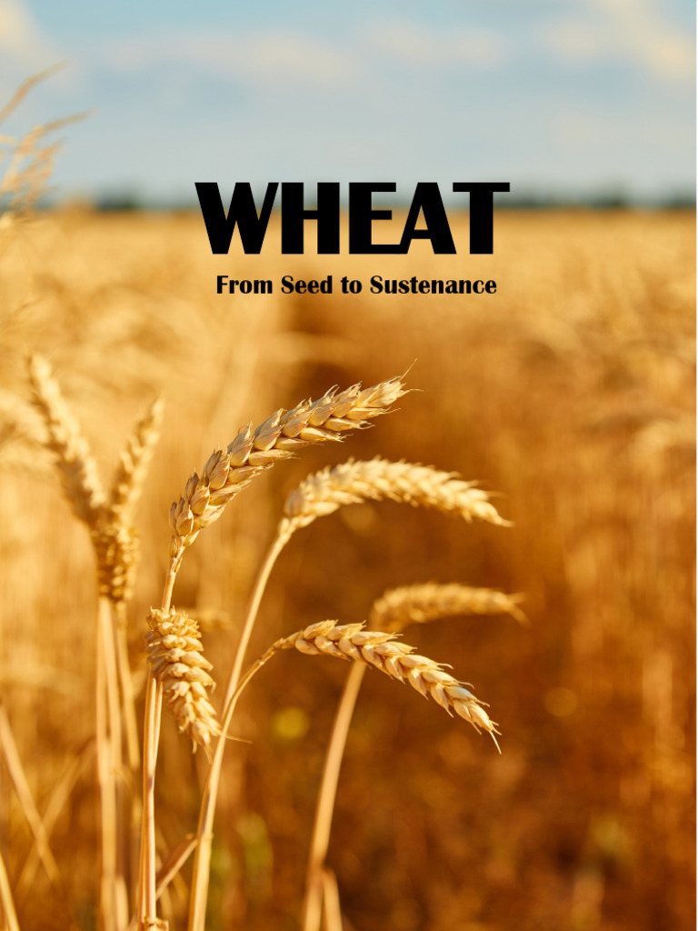 Wheat: From Seed To Sustenance | PDF | Wheat | Cereals