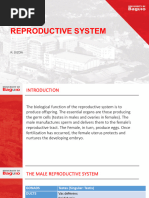 Bull Reproductive System Anatomy & Physiology | PDF | Testicle ...