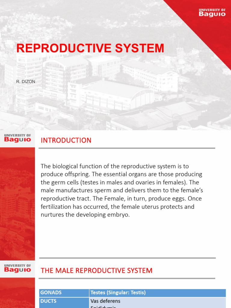 Male Genitalia Part | PDF | Testicle | Human Body