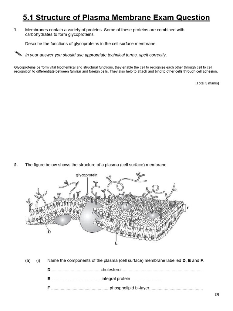 5.1 Structure of Plasma Membrane Exam Question | PDF | Cell Membrane ...