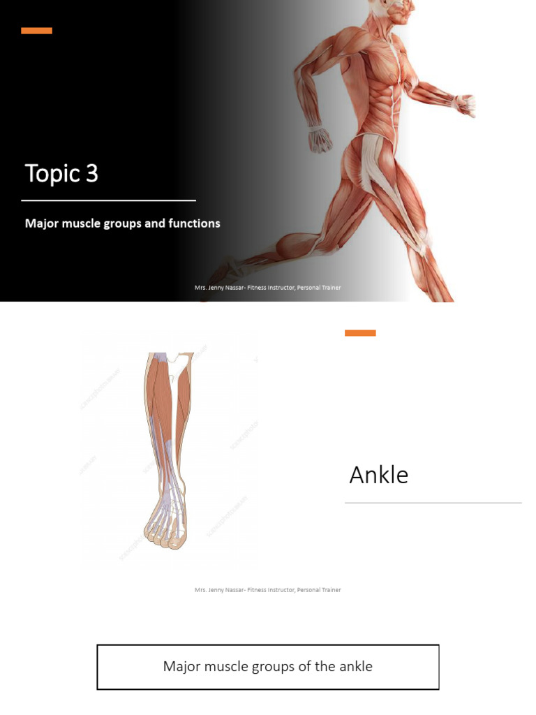 Topic 3 - Major Muscle Groups and Functions | PDF | Anatomical Terms Of ...