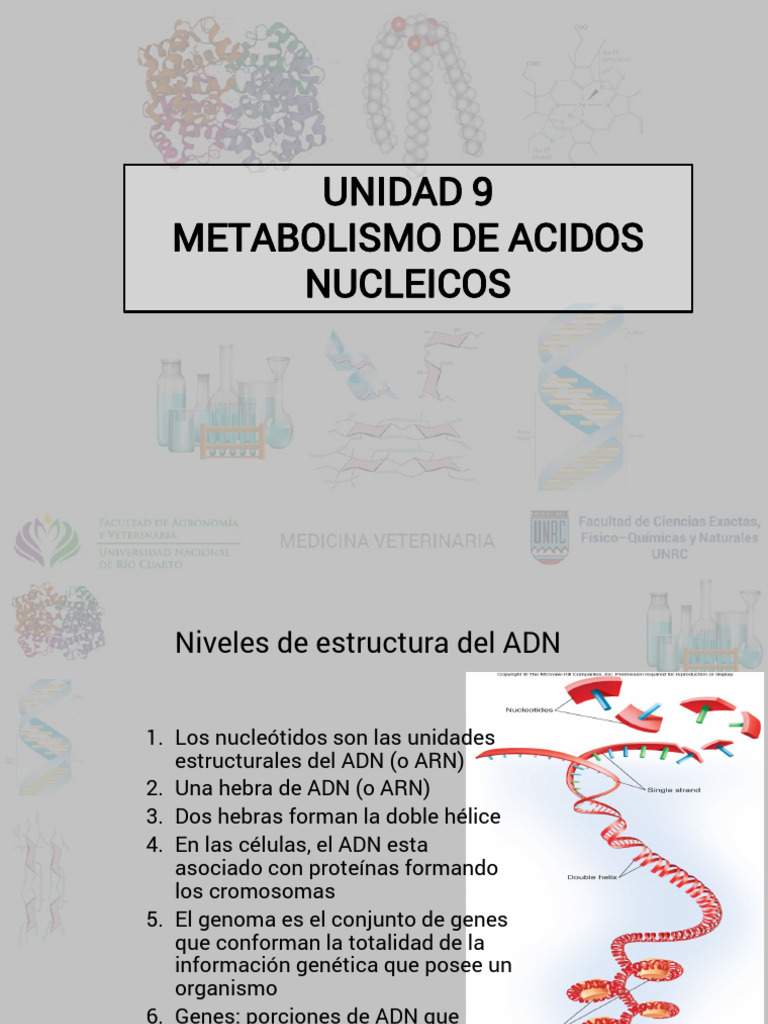 9.acidos Nucleicos Metabolismo 137745162040 | PDF | Replicación De Adn ...