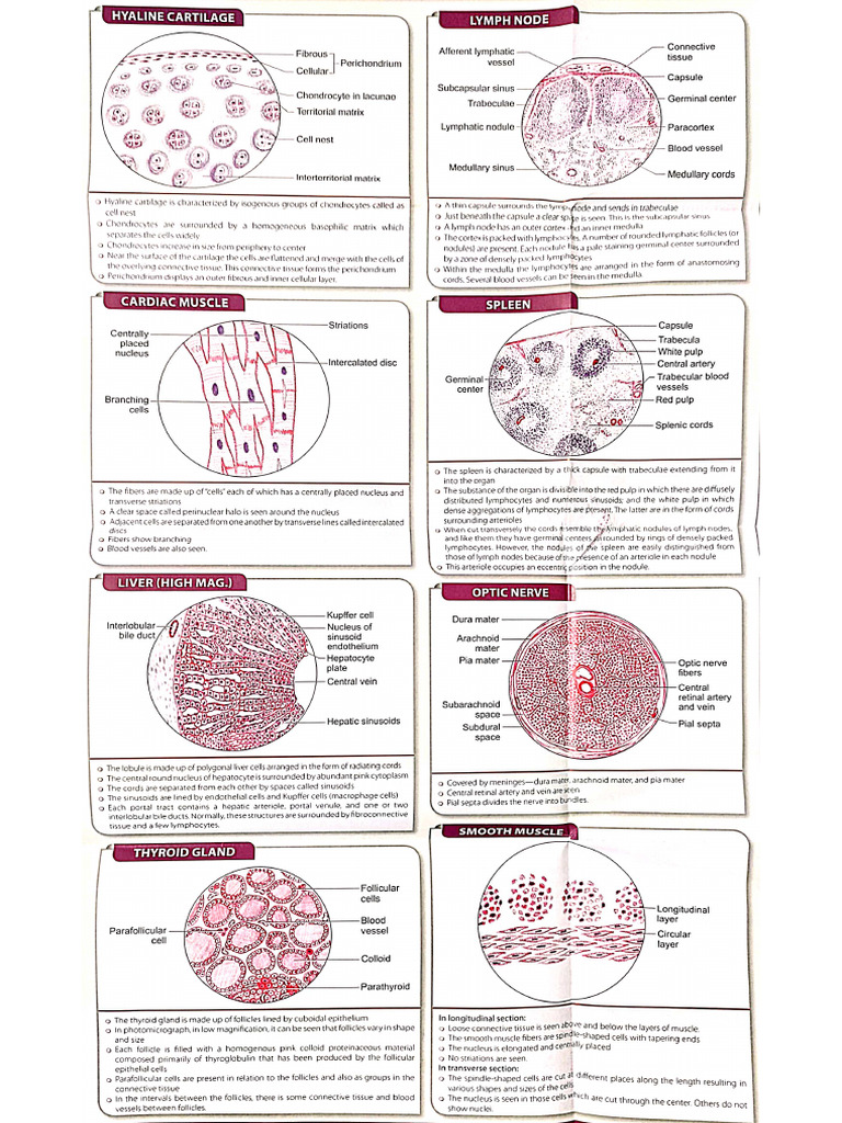 Histo Embryo Chart | PDF