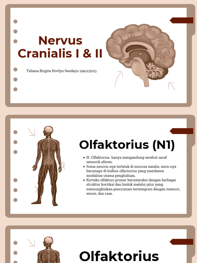 Tugas Nervus 1 Dan 2 | PDF