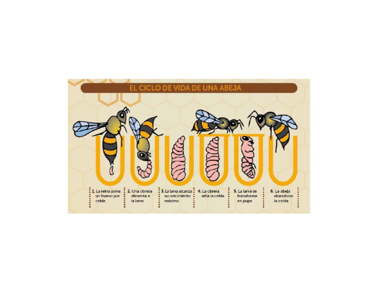 Ciclo de Vida Abeja | PDF