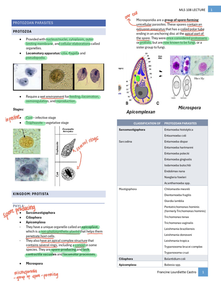 Protozoan Parasites Pdf Medical Specialties