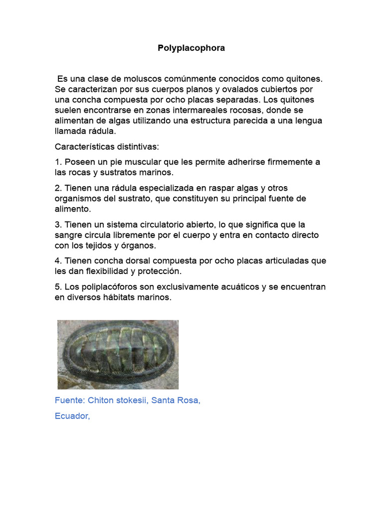 Polyplacophora Investigación... | PDF