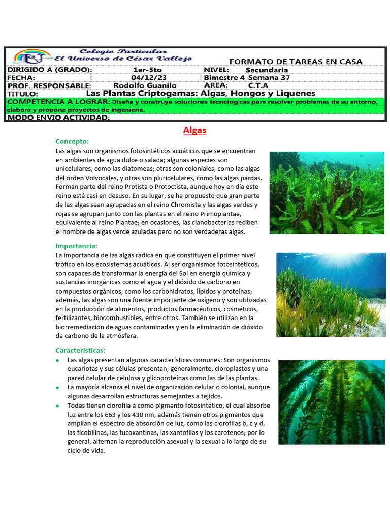 Algas, Hongos y Liquenes | Descargar gratis PDF | Algas | Plantas