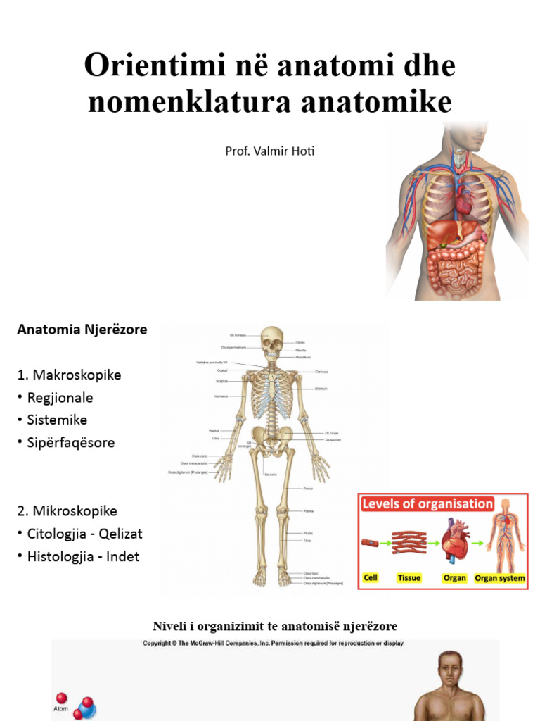 Konceptet Baze Dhe Orientimi Ne Anatomi | PDF