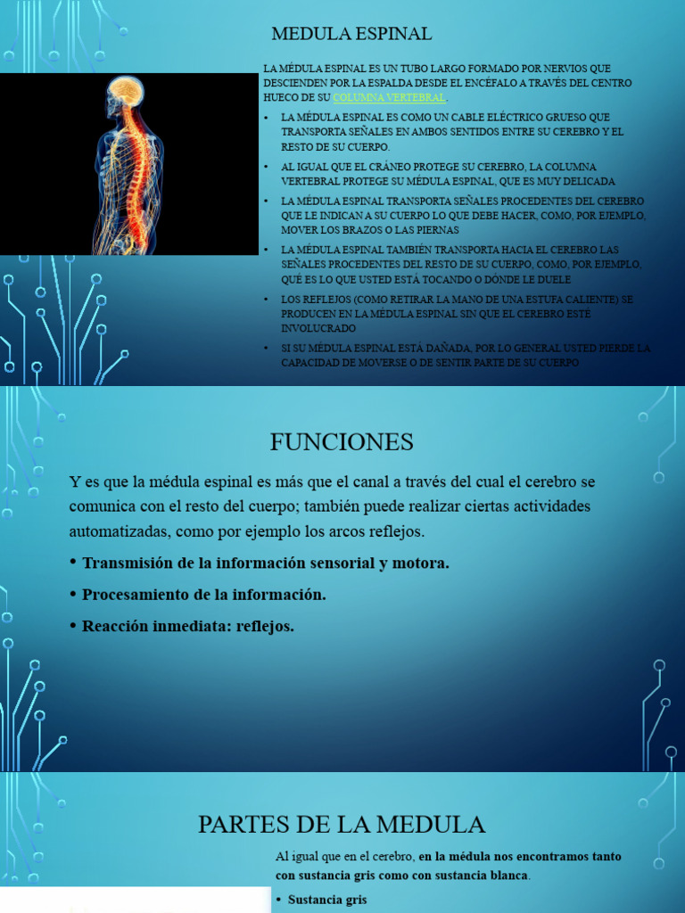 Medula Espinal | PDF | Médula espinal | Cerebro
