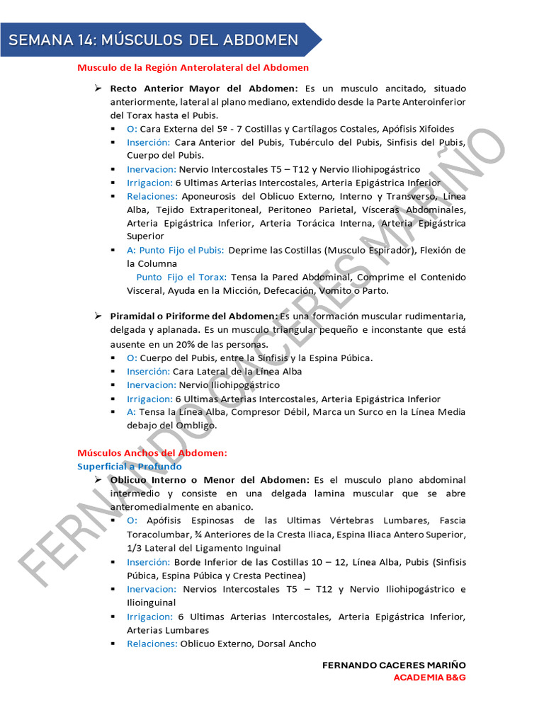 Musculos Del Abdomen B&G Fernando Caceres | PDF | Abdomen | Anatomía