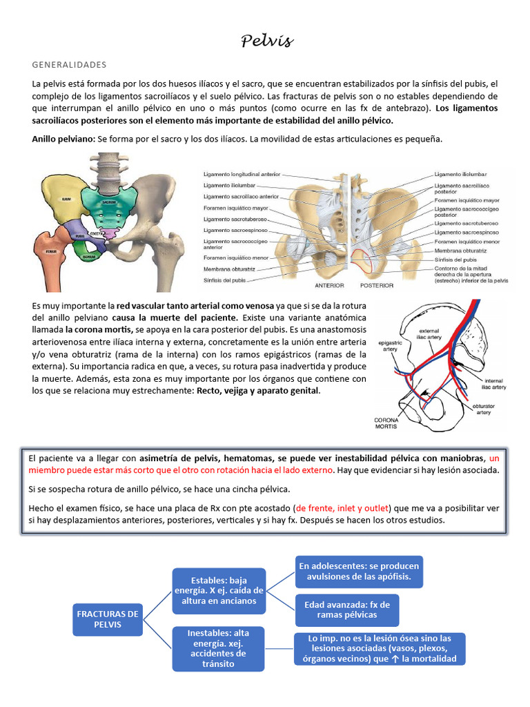 Pelvis y Cadera Resumen | PDF | Pelvis | Sistema esquelético