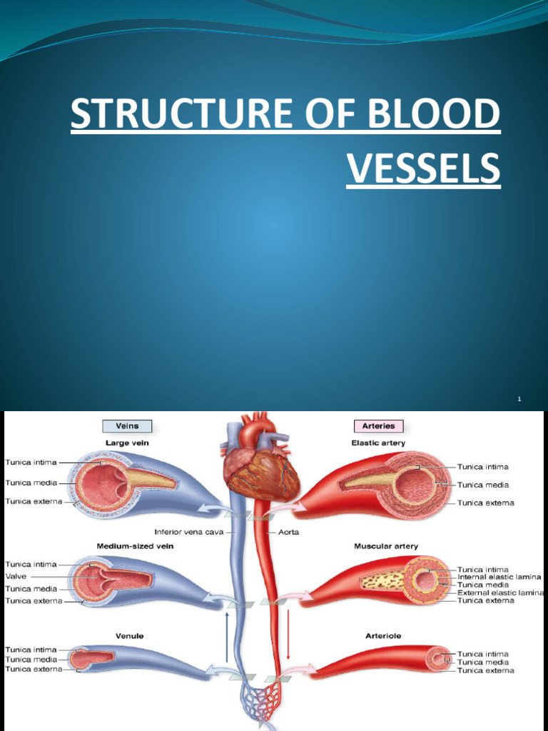 Structure of Blood Vessels | PDF | Artery | Vein