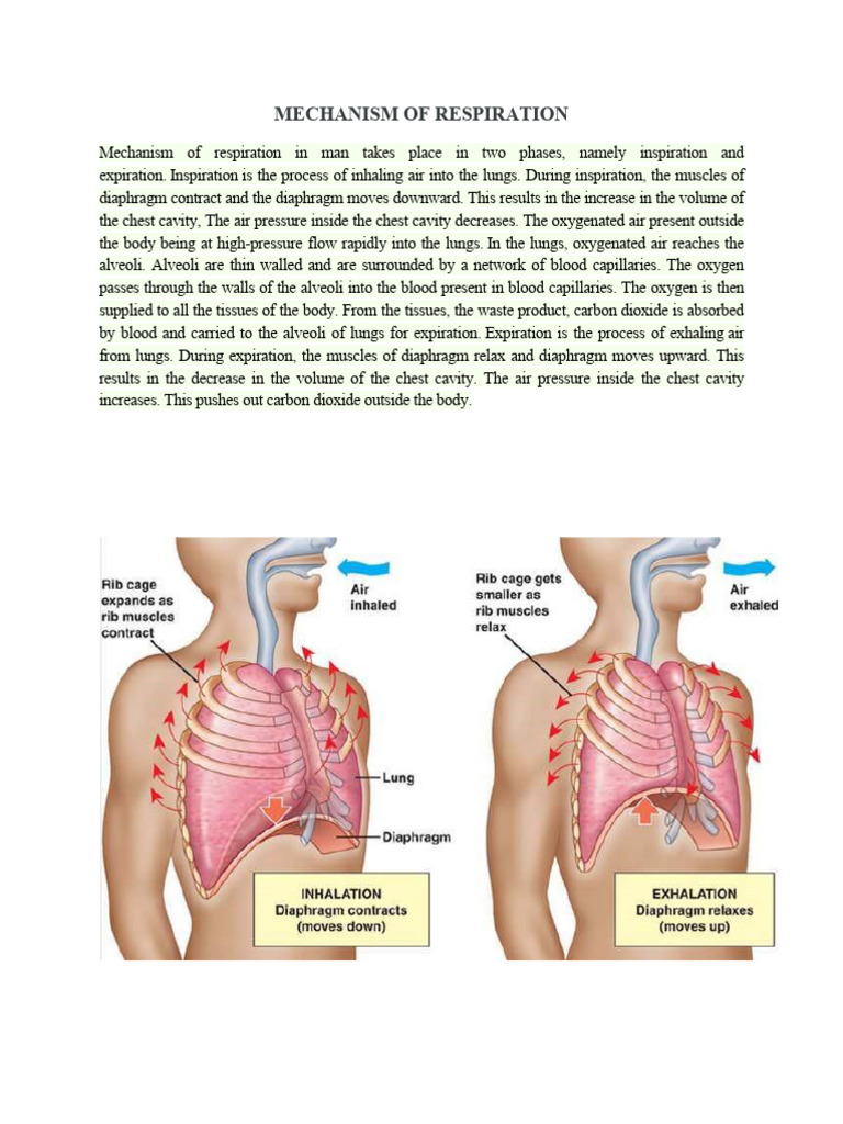 2 Mechanism of Respiration | PDF