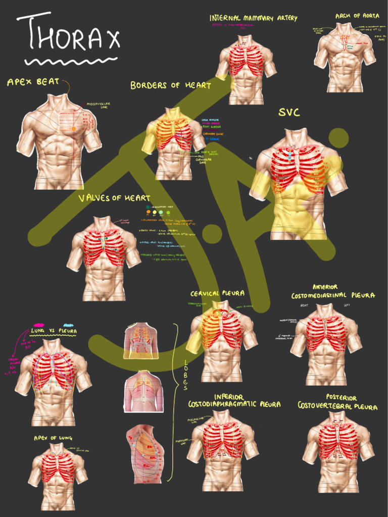 Anatomy Important Points Surface Marking | PDF | Anatomy | Thorax ...