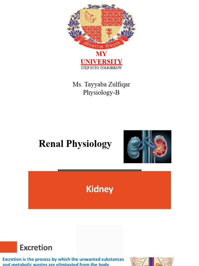 Lect 1-Renal System | PDF