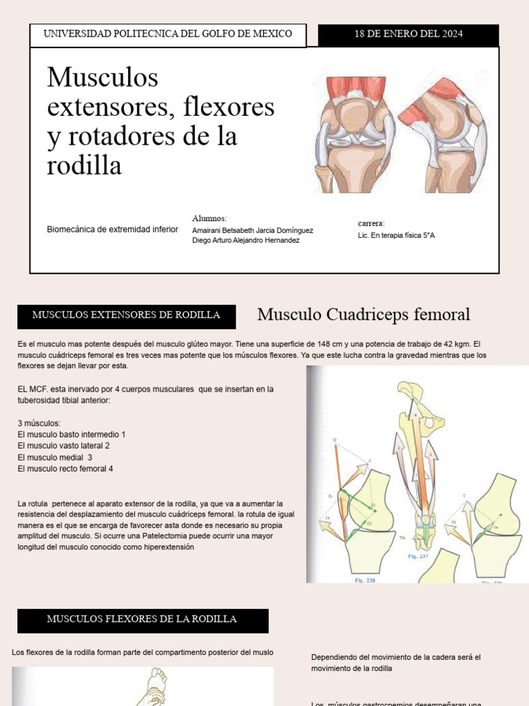 Musculos Extensores, Flexores y Rotadores de La Rodilla | PDF | Rodilla ...