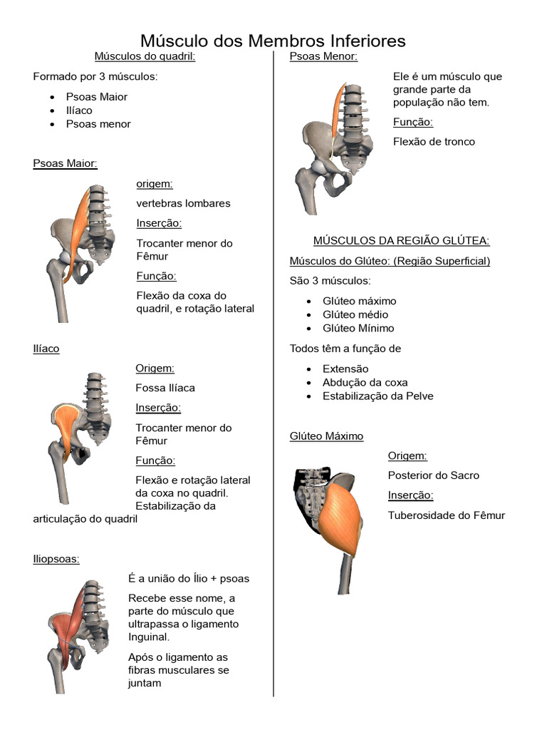 Aula 11 - Músculos Membros Inferiores - RESUMO | PDF | Pé | Quadril