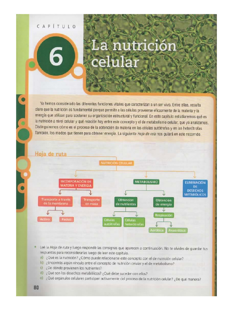 Biologia2 Seccion2 Cap6 | PDF