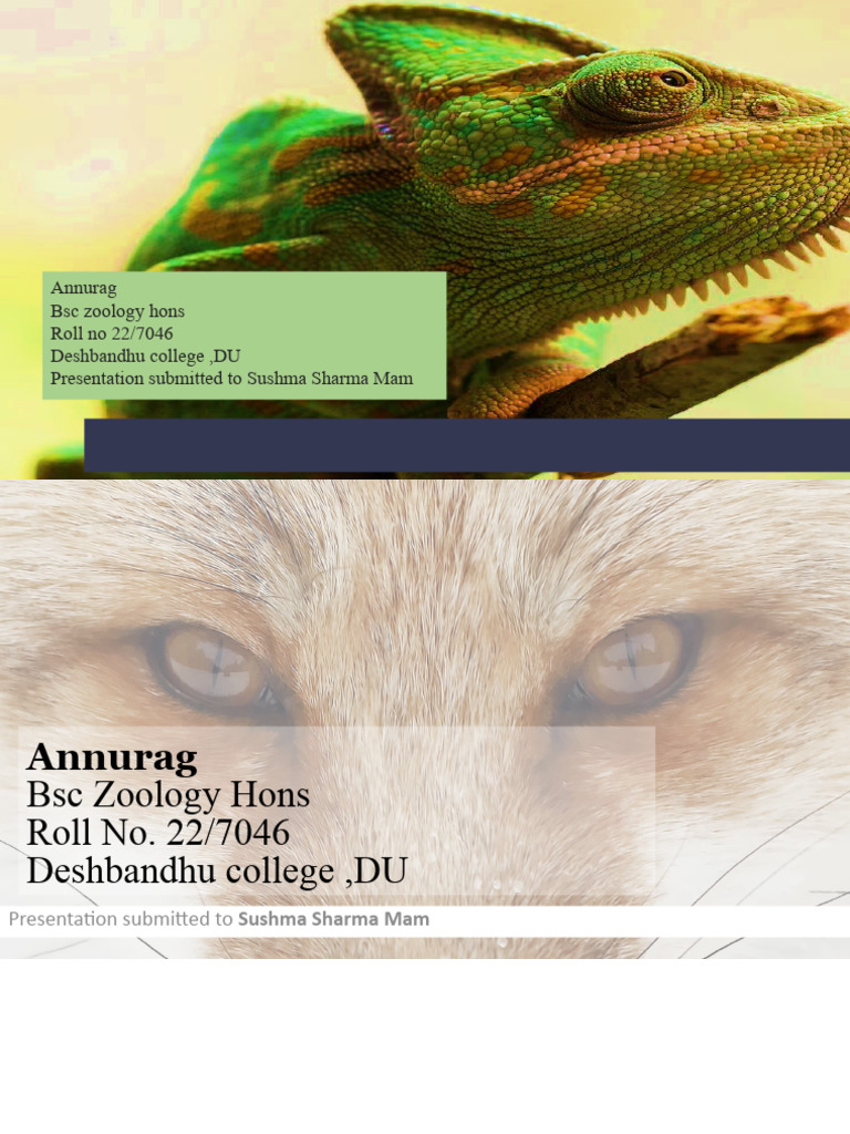 Understanding Animal Stimulus Filtering | PDF | Perception | Stimulus ...