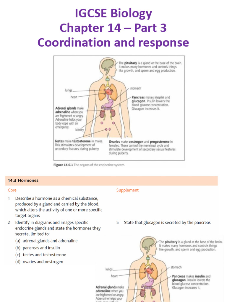 IGCSE Biology: Hormones and Homeostasis | PDF | Hormone | Auxin