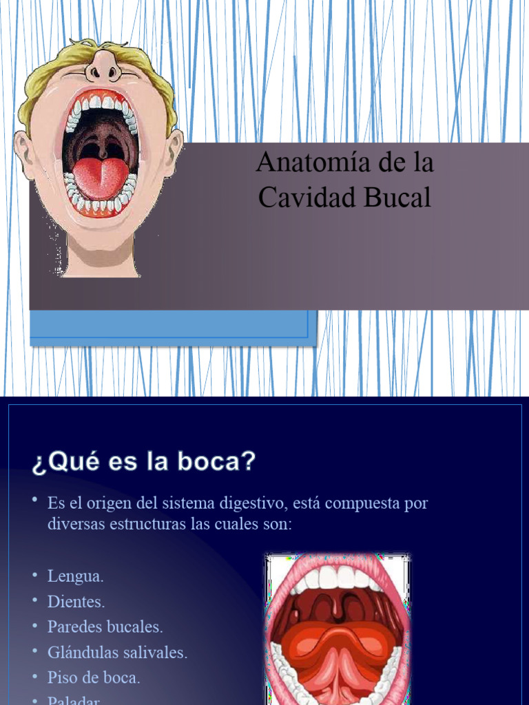 Anatomía y Funciones de la Cavidad Bucal | PDF | Diente humano | Saliva
