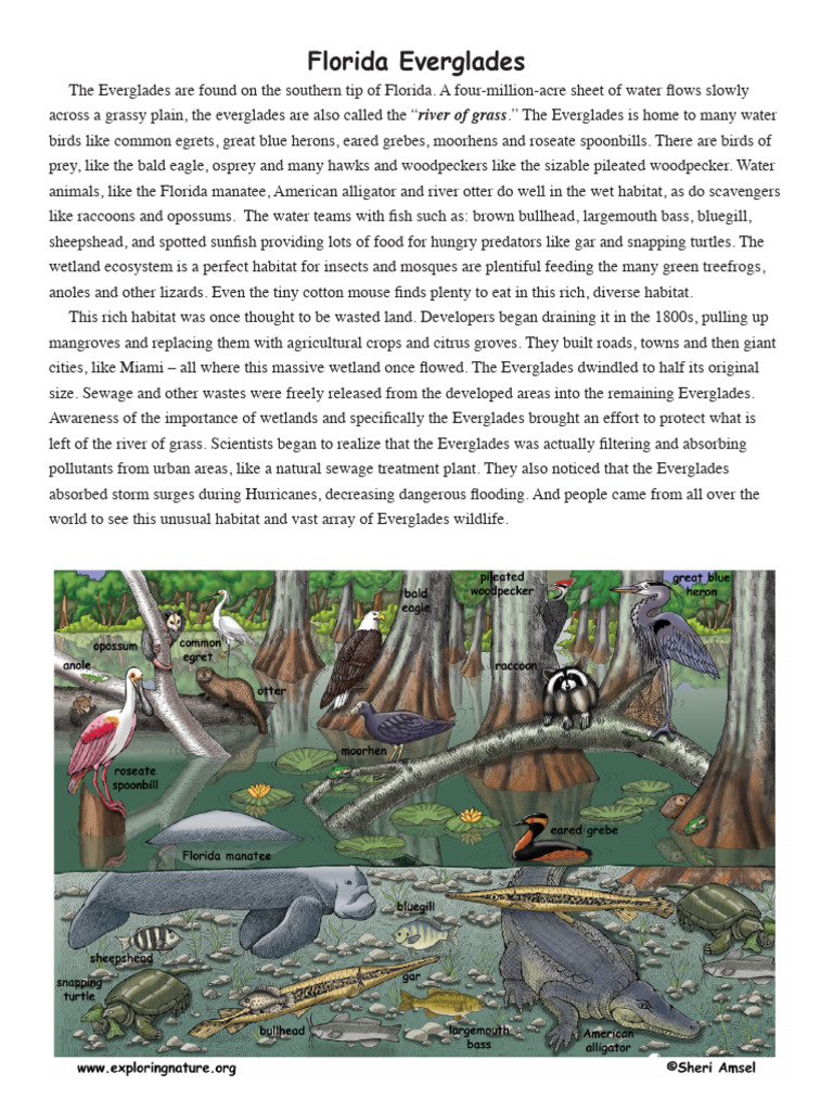 Everglades Activity | PDF | Everglades | Wetland