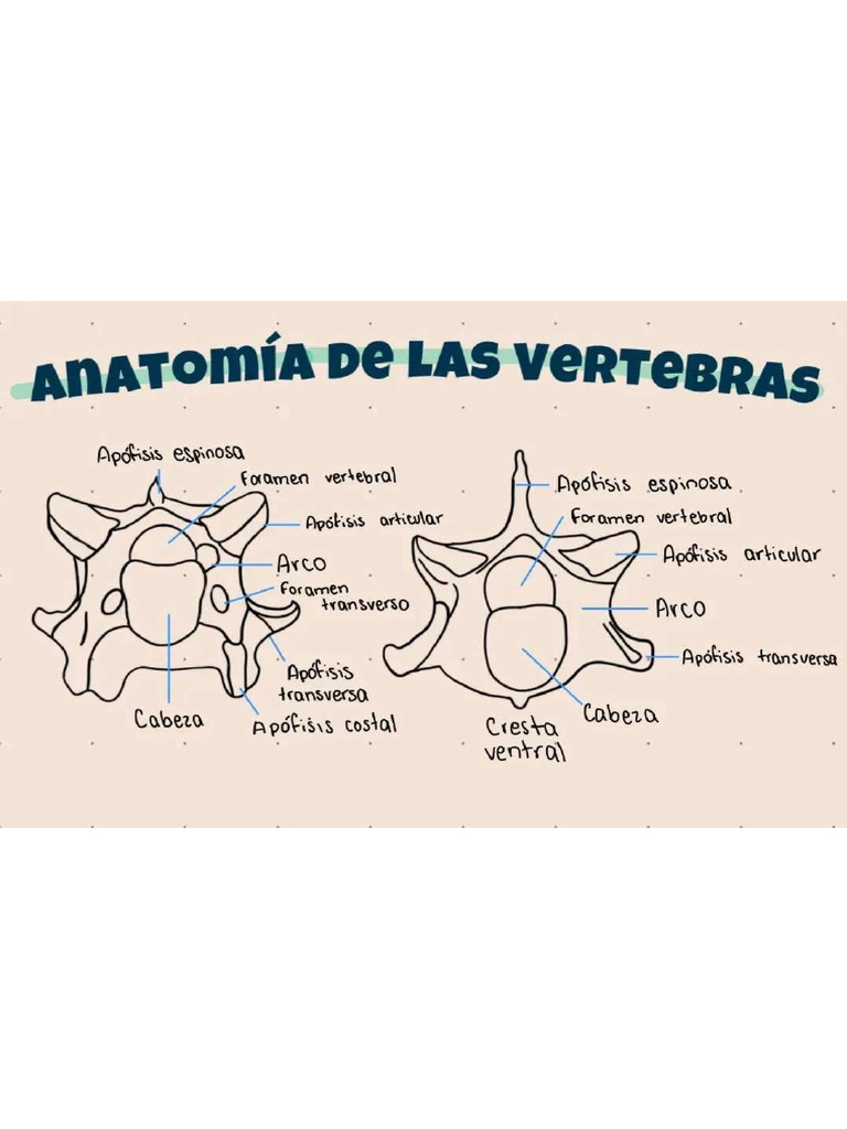 Anatomía de Las Vértebras | PDF