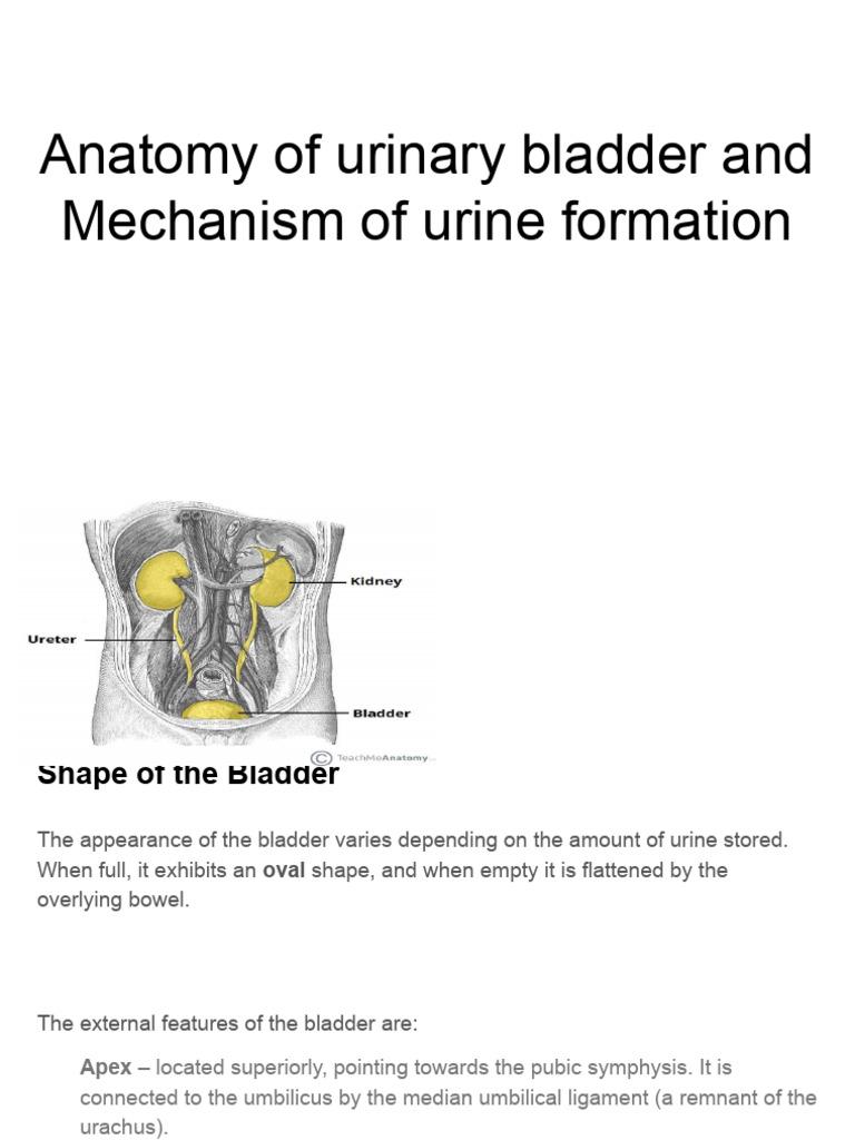 Bowel and Bladder | PDF | Large Intestine | Urology