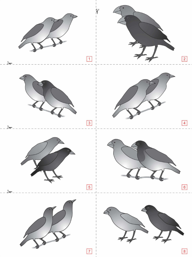 Finch Cards For The Natural Selection and The Evolution of Darwin's ...
