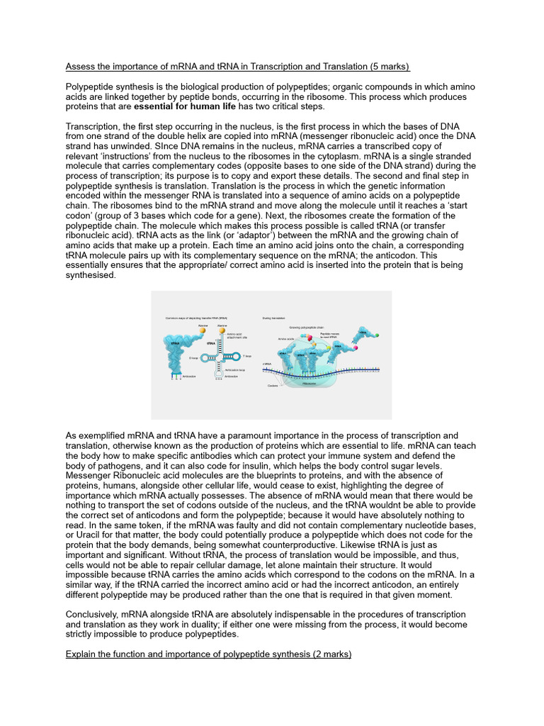 Protein Synthesis | PDF | Translation (Biology) | Messenger Rna