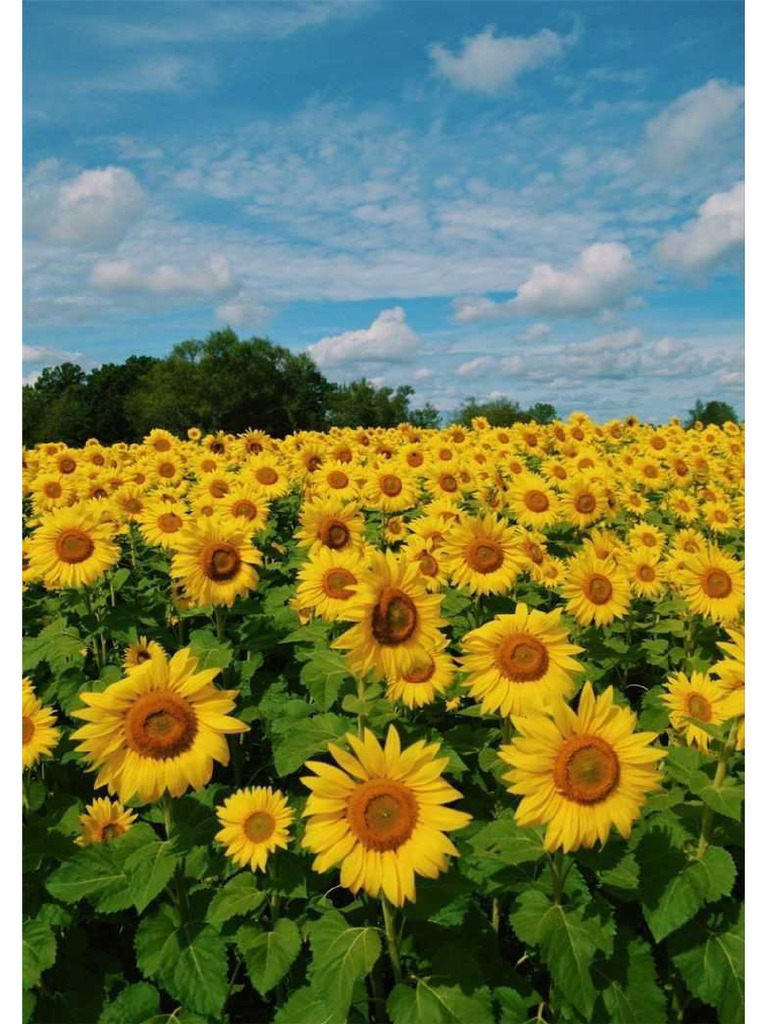 Leyenda Del Girasol | PDF