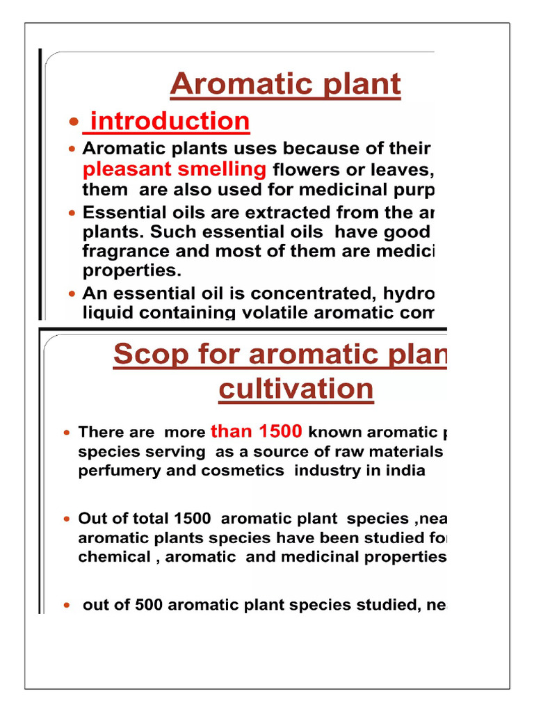 Aromatic Plants | PDF