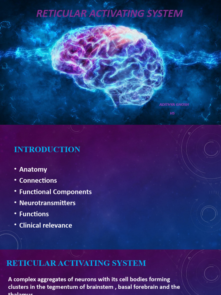 Reticular Activating System Psy | PDF | Brainstem | Thalamus