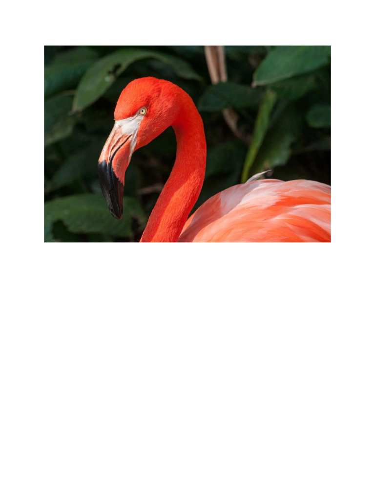FLAMINGO | PDF