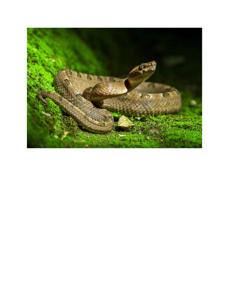 ULAR | PDF