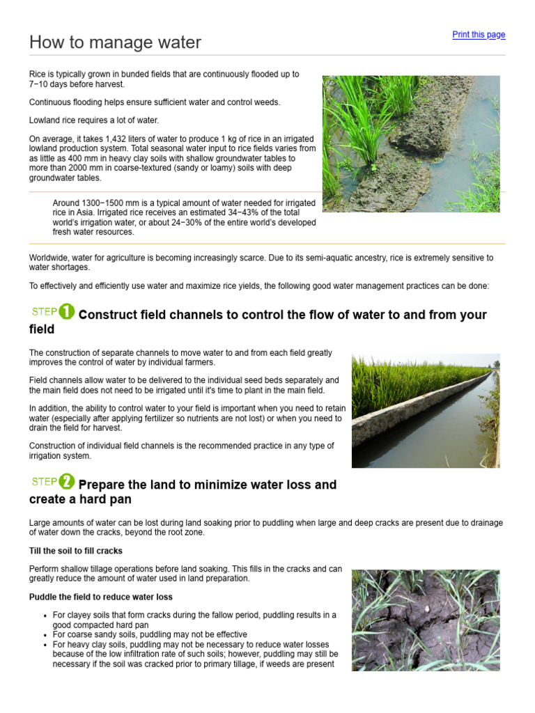 Water Management - IRRI Rice Knowledge Bank | PDF | Rice | Agriculture
