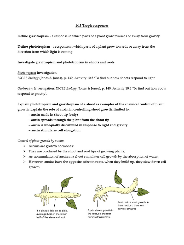 Auxin's Role in Plant Tropic Responses | PDF | Auxin | Root