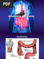 Anatomía y Fisiología Anorectal | PDF | Recto | Sistema digestivo