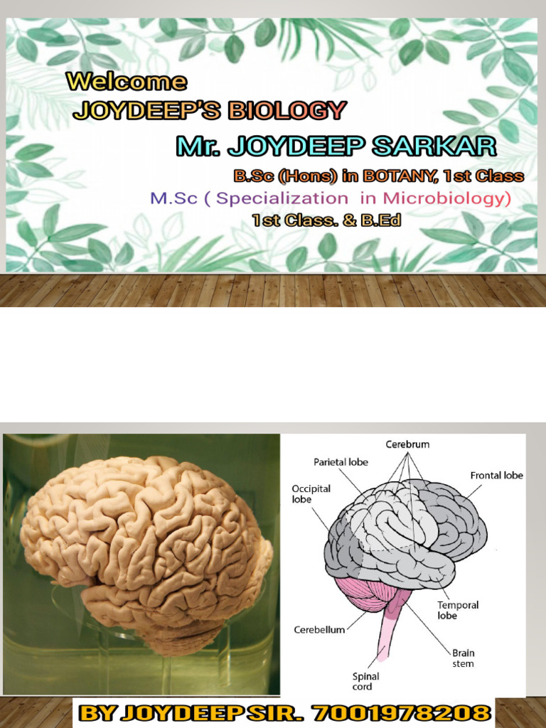 Brain Class 1 PDF | PDF