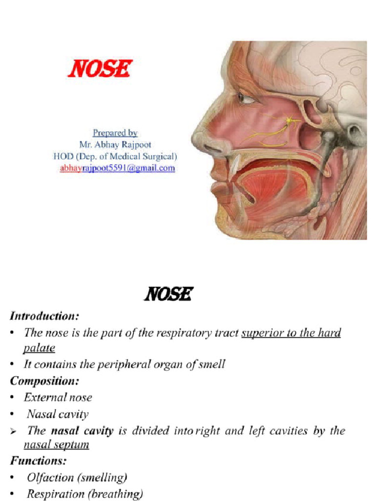 Nose Anatomy Physiology 244443954 | PDF