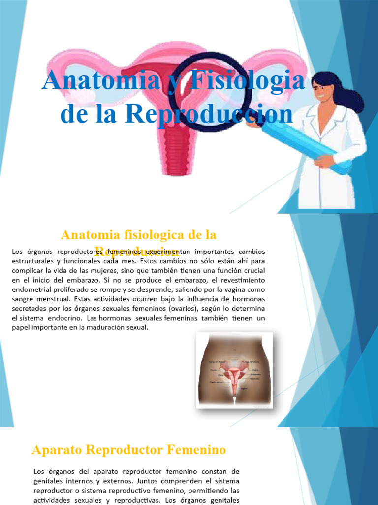 Anatomia y Fisiologia de La Reproduccion 1 | PDF | Ciclo menstrual | Labios
