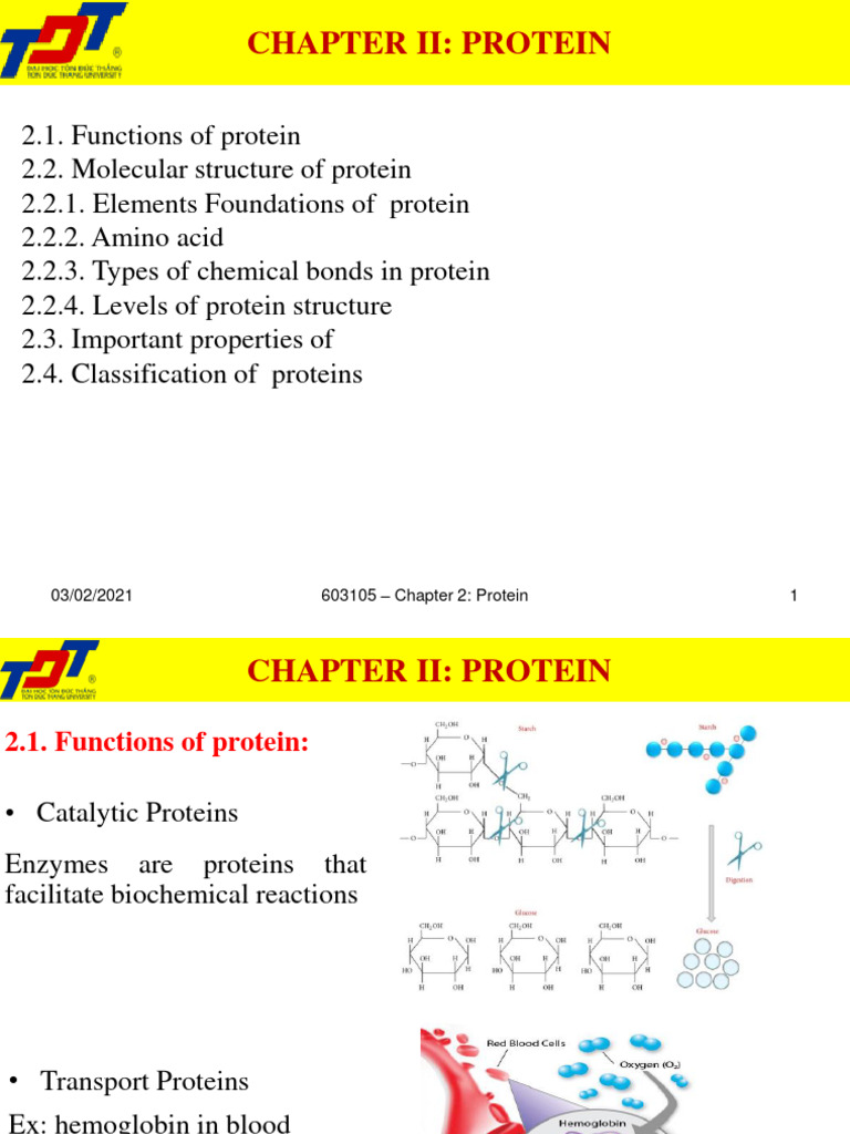603105-Chapter 2 - Protein | Download Free PDF | Alpha Helix | Proteins